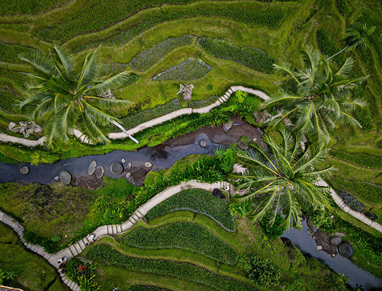Ubud Day Tour – Explore Bali in One Day